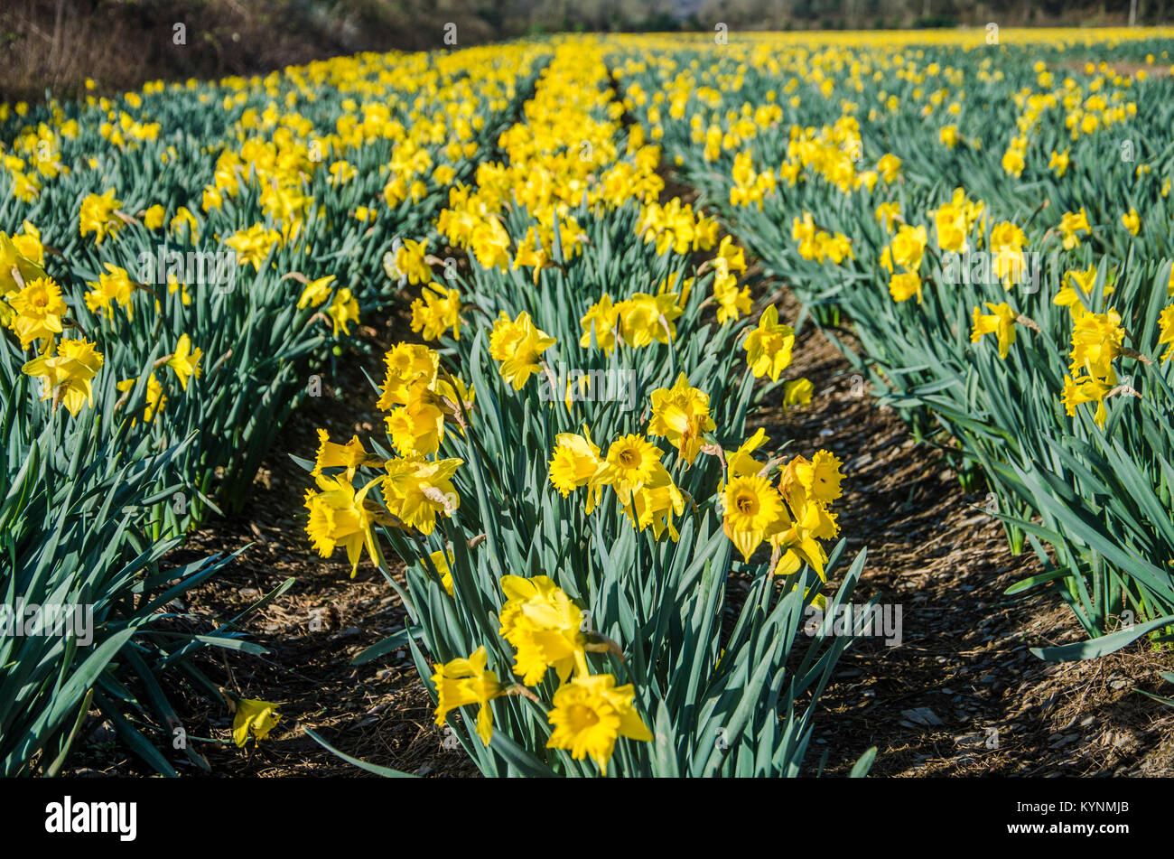 Daffodil Field Cornwall High Resolution Stock Photography and Images ...