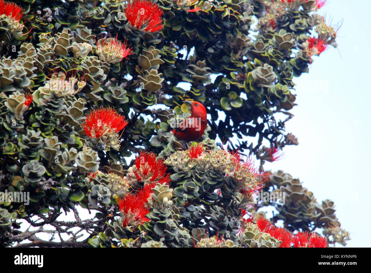 I'iwi tropical bird in ohia tree Maui Stock Photo - Alamy