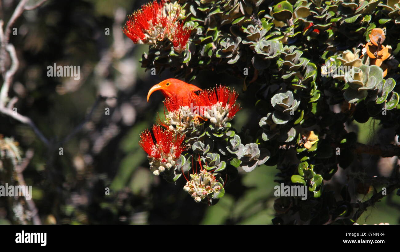 Ohia tree hi-res stock photography and images - Alamy