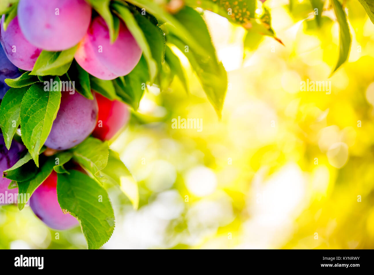 Fruit plums garden bokeh background. Plums garden in sunny day ...