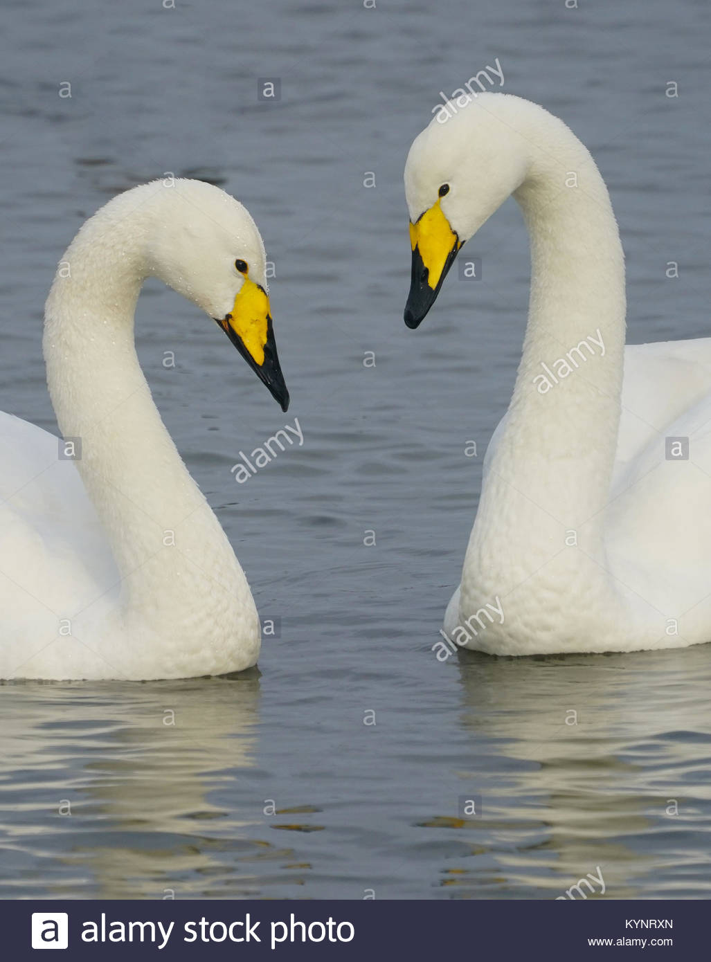 Very Rare Visitor To Britain High Resolution Stock Photography and ...