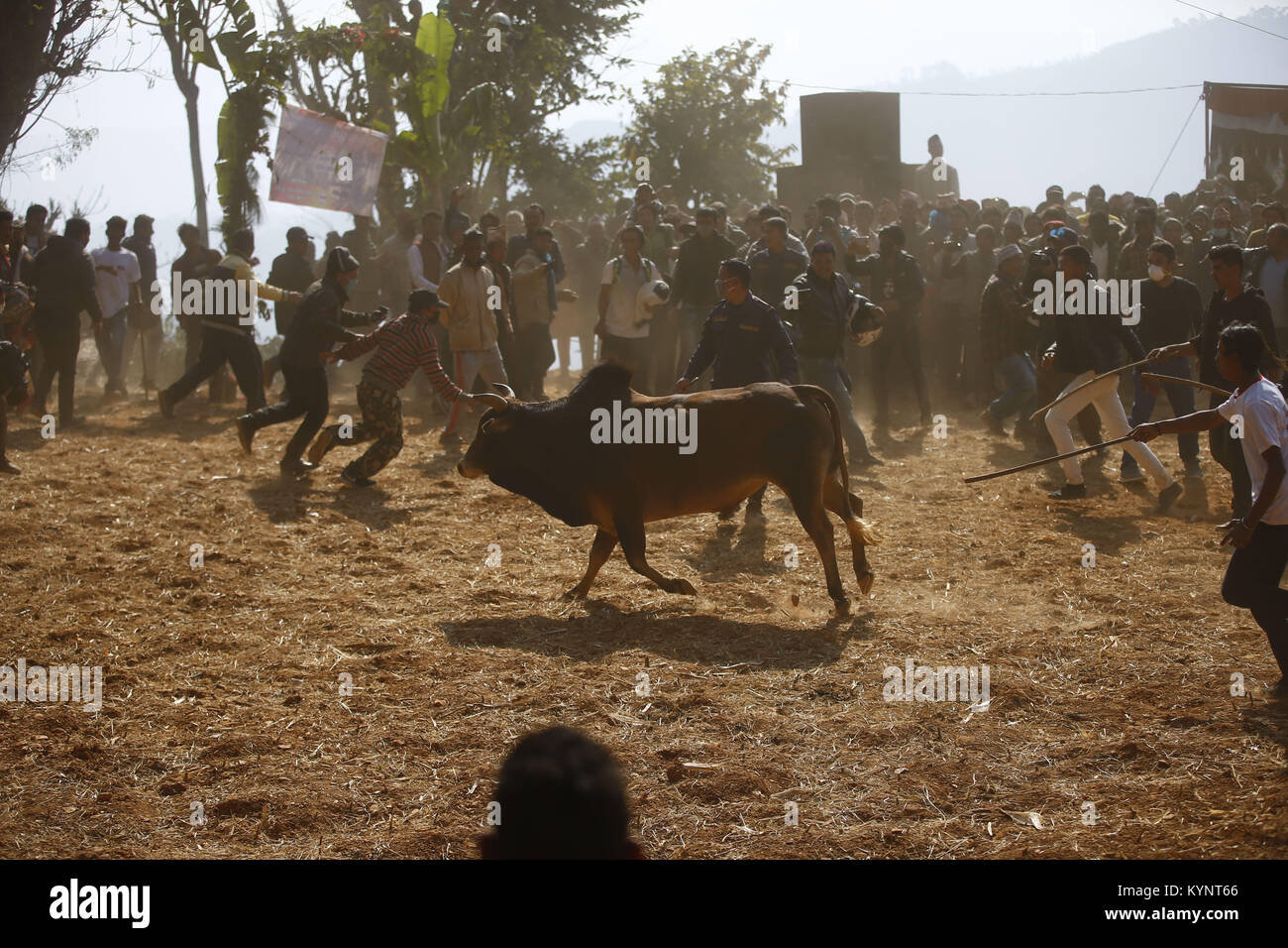 Sankranti bull hi-res stock photography and images - Alamy