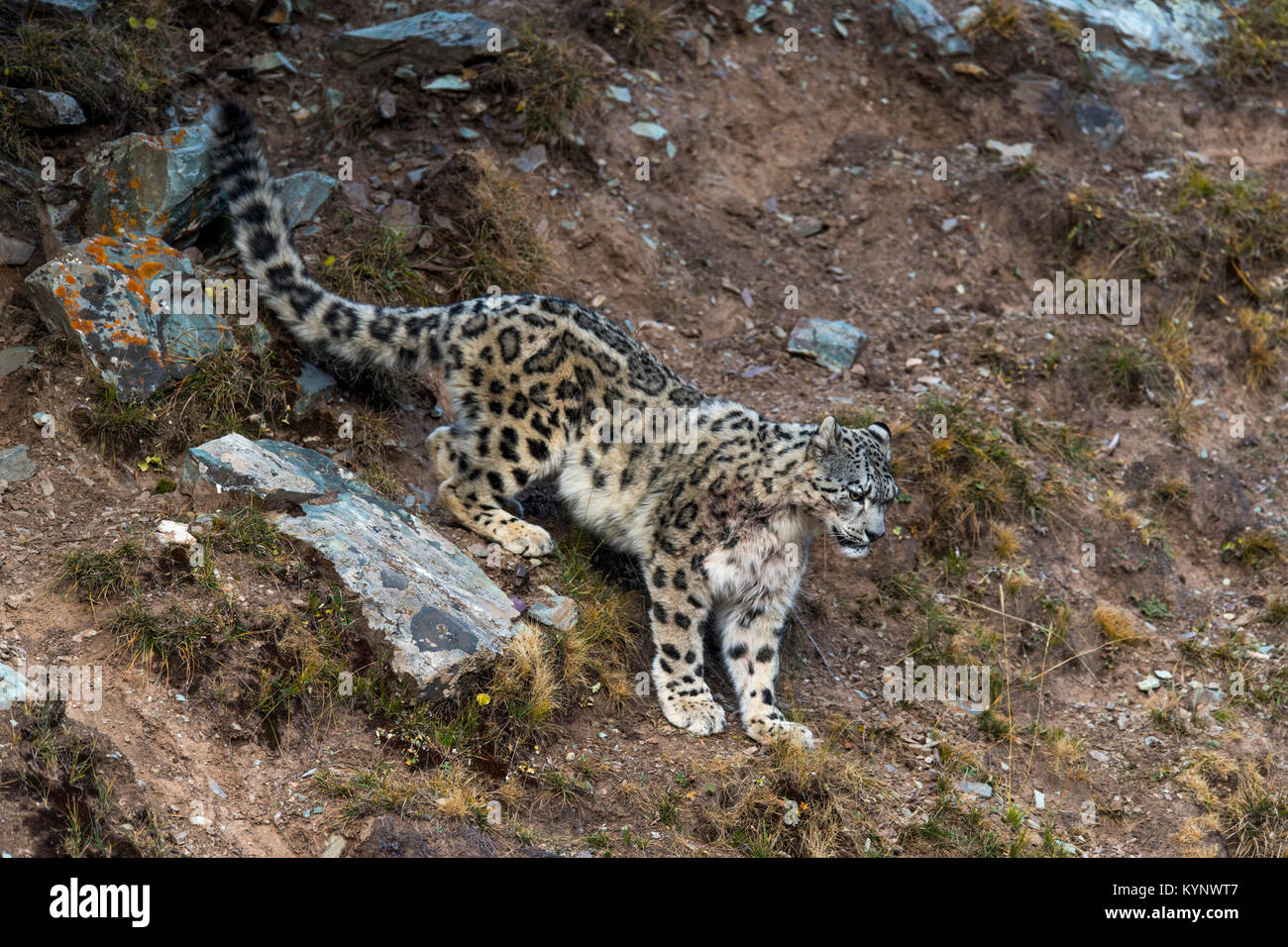 Snow leopard habitat hi-res stock photography and images - Alamy