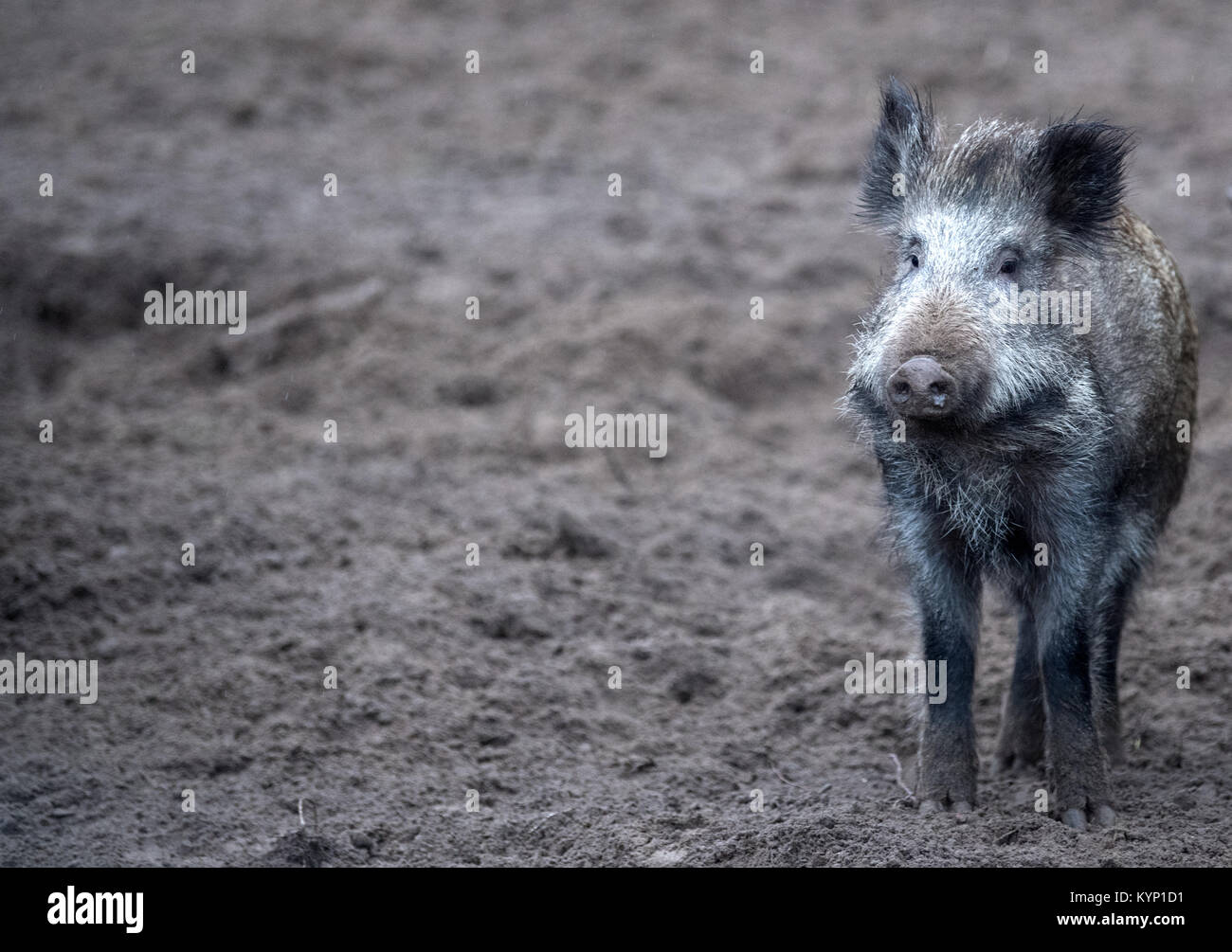 Wild african boar stands in hi-res stock photography and images - Alamy