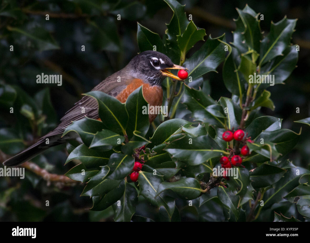Robin On Holly High Resolution Stock Photography and Images - Alamy