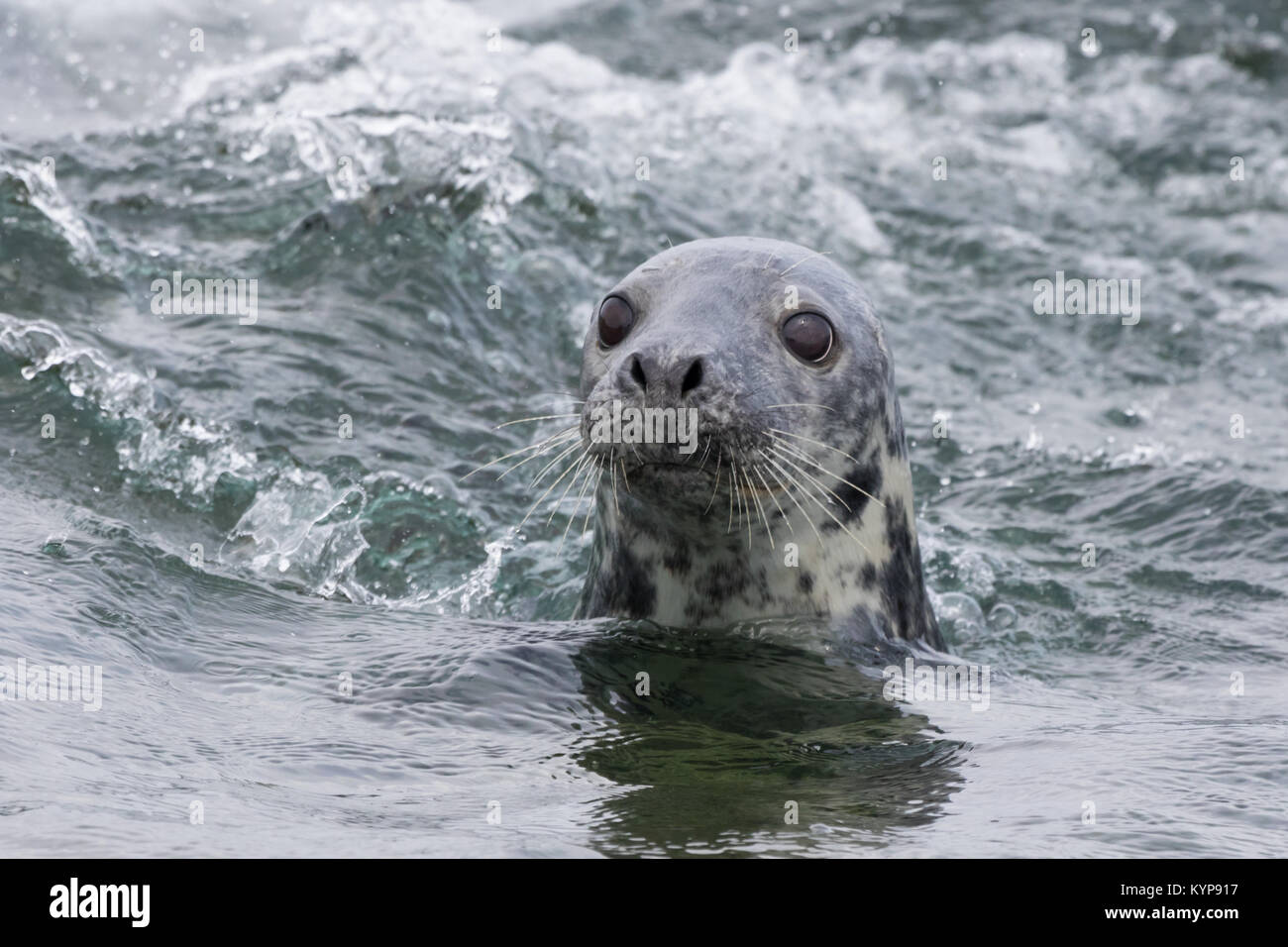 Grey Seal Portrait Stock Photo - Alamy