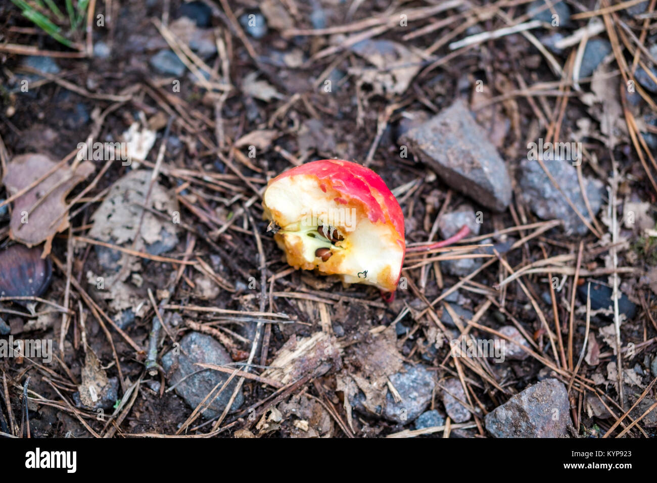 Original sin with the apple hi-res stock photography and images - Alamy