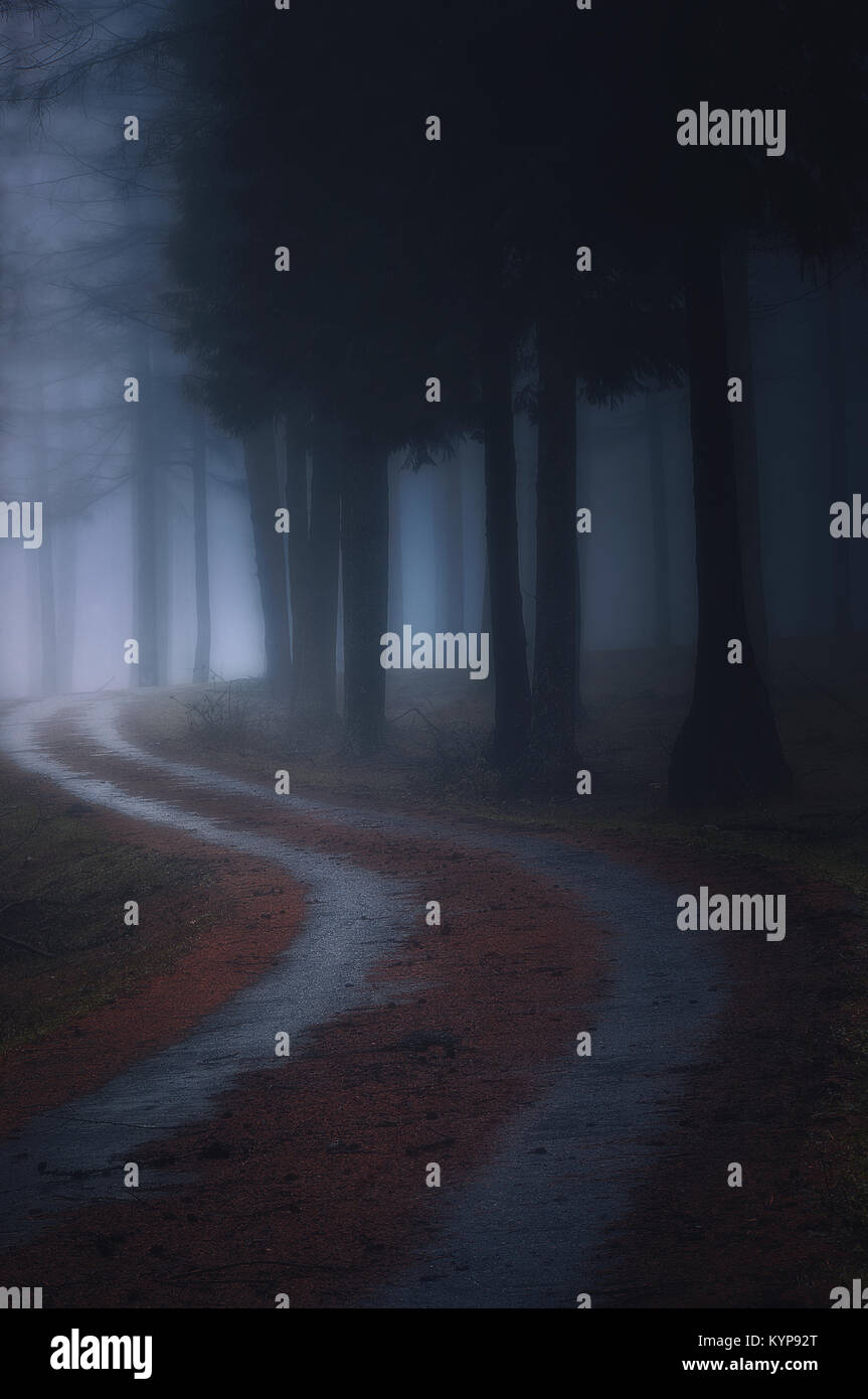 path in the foggy dark forest Stock Photo - Alamy