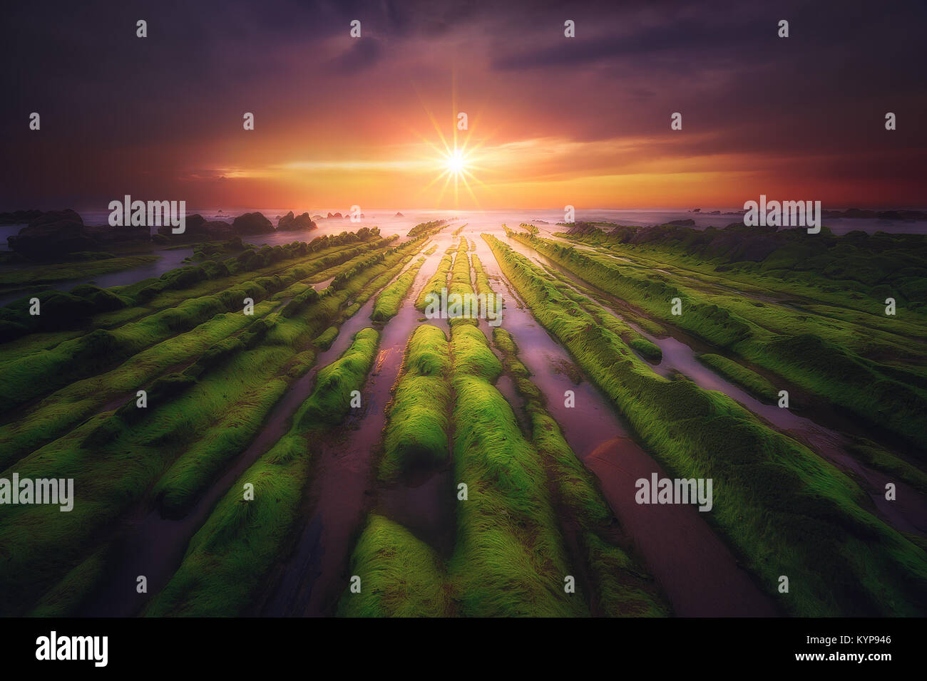 green sea moss on rocks in Barrika Stock Photo - Alamy