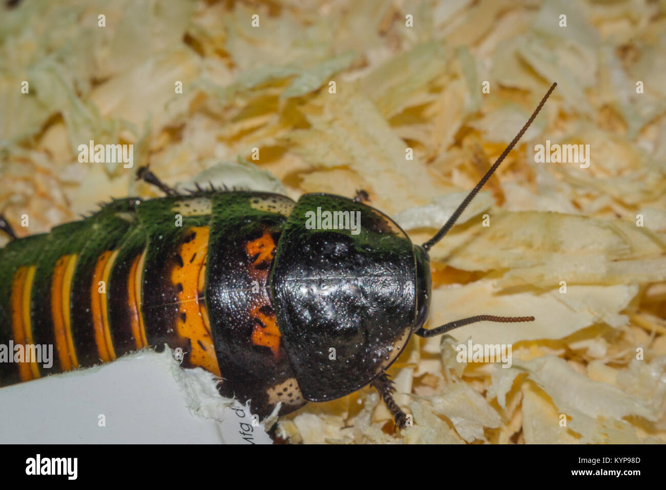 Madagascar hissing cockroaches macro photo close-up huge beetles Stock ...