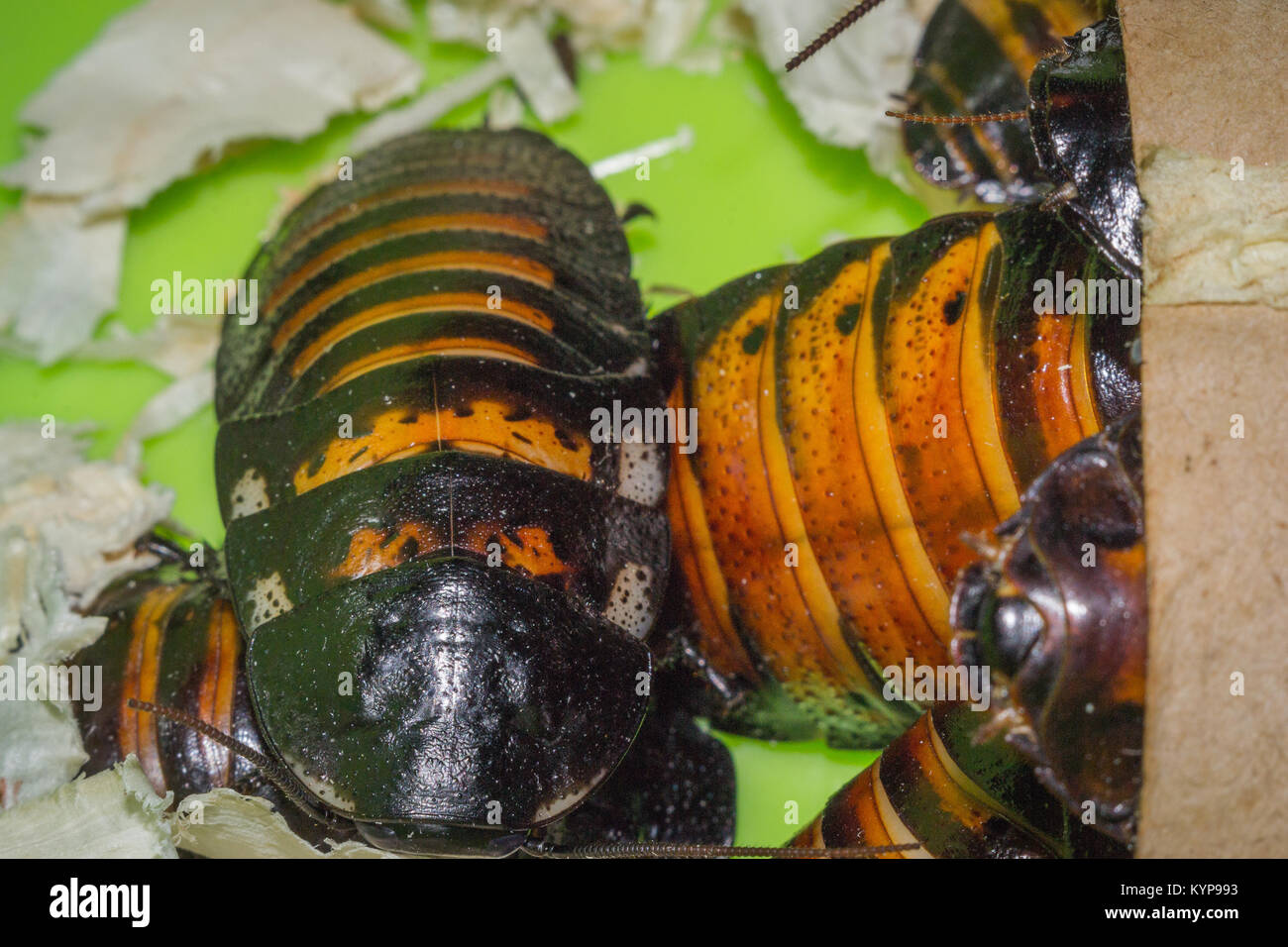 Madagascar hissing cockroaches macro photo close-up huge beetles Stock ...