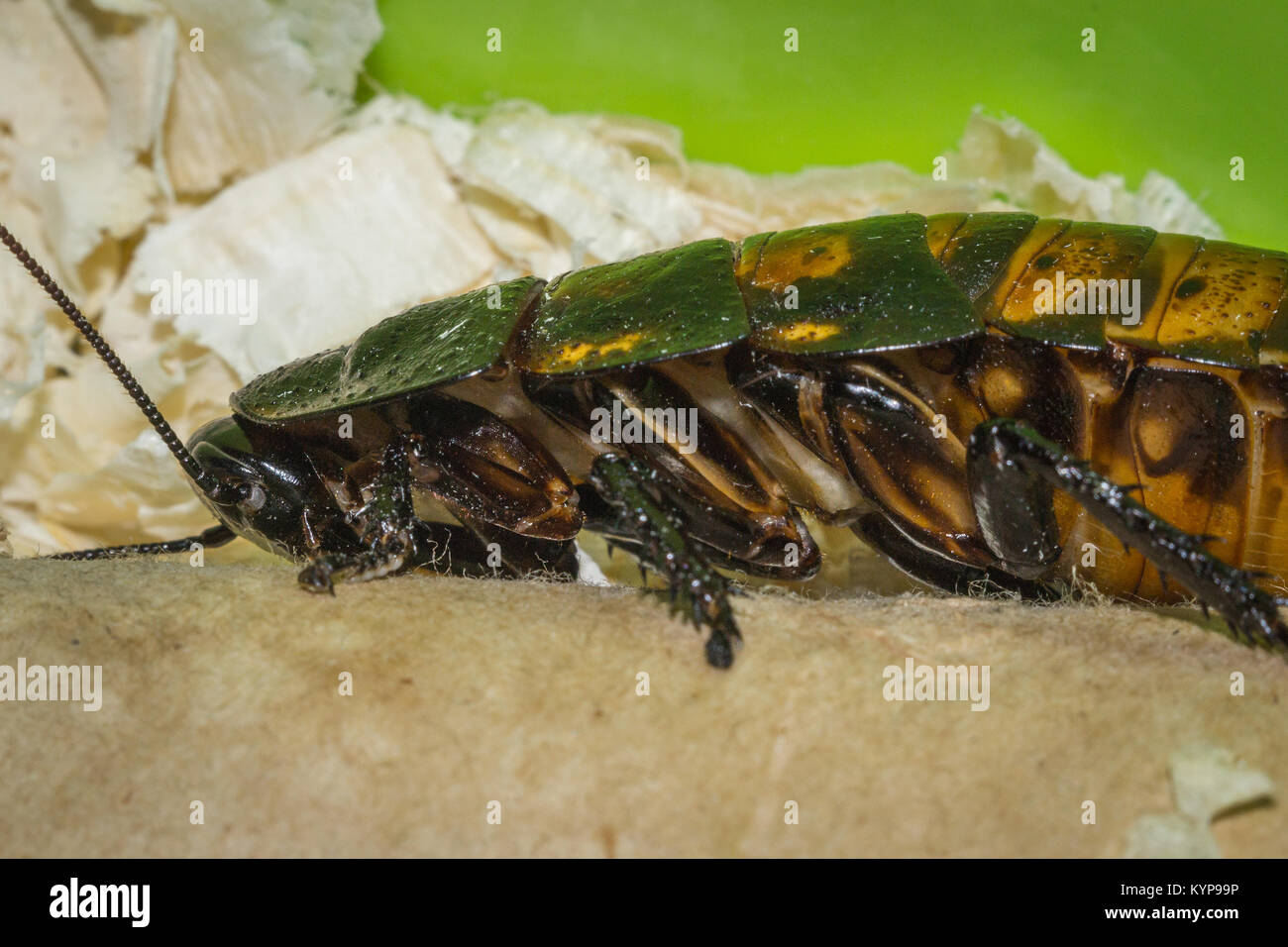 African cockroach cockroaches insect insects hi-res stock photography ...