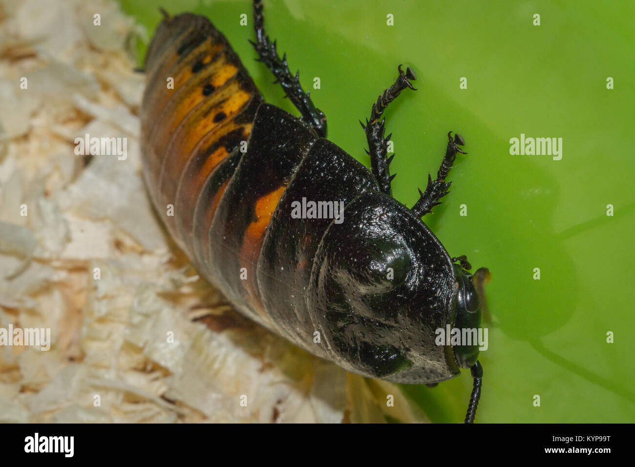 Madagascar hissing cockroaches macro photo close-up huge beetles Stock ...