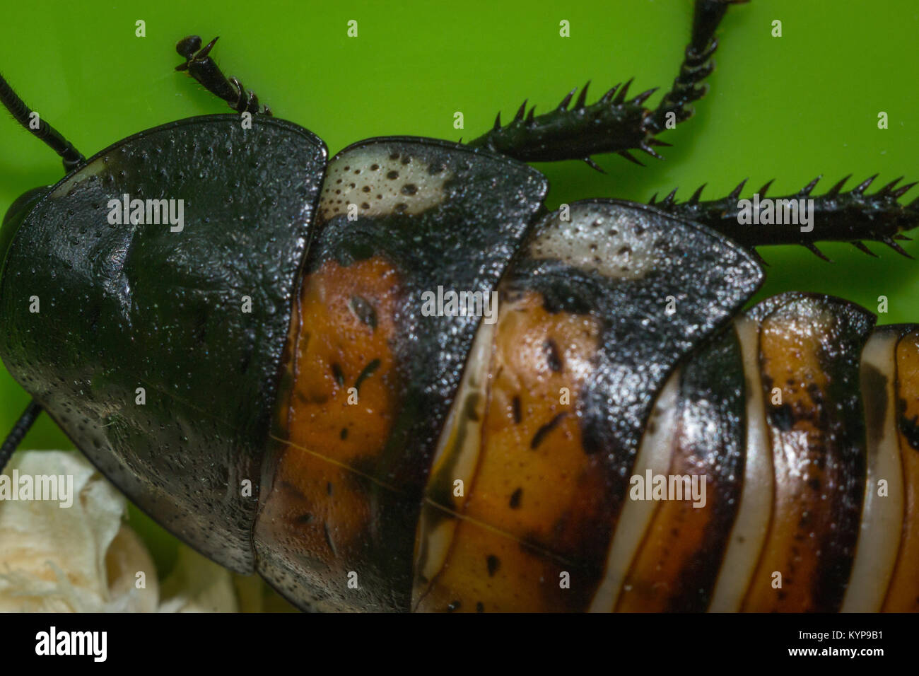 Cockroach nest hi-res stock photography and images - Alamy