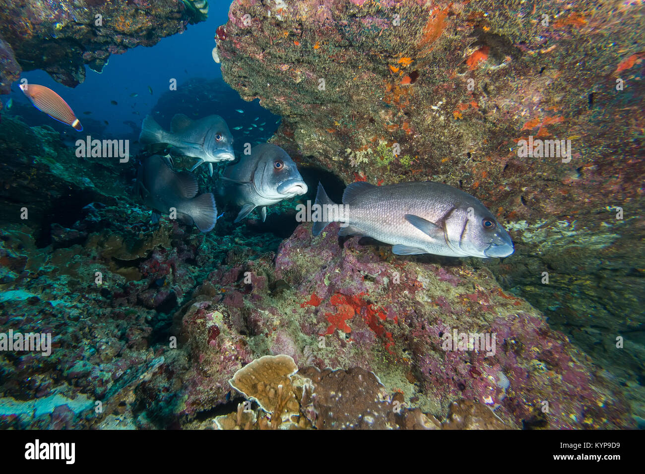 Painted sweetlips hi-res stock photography and images - Alamy