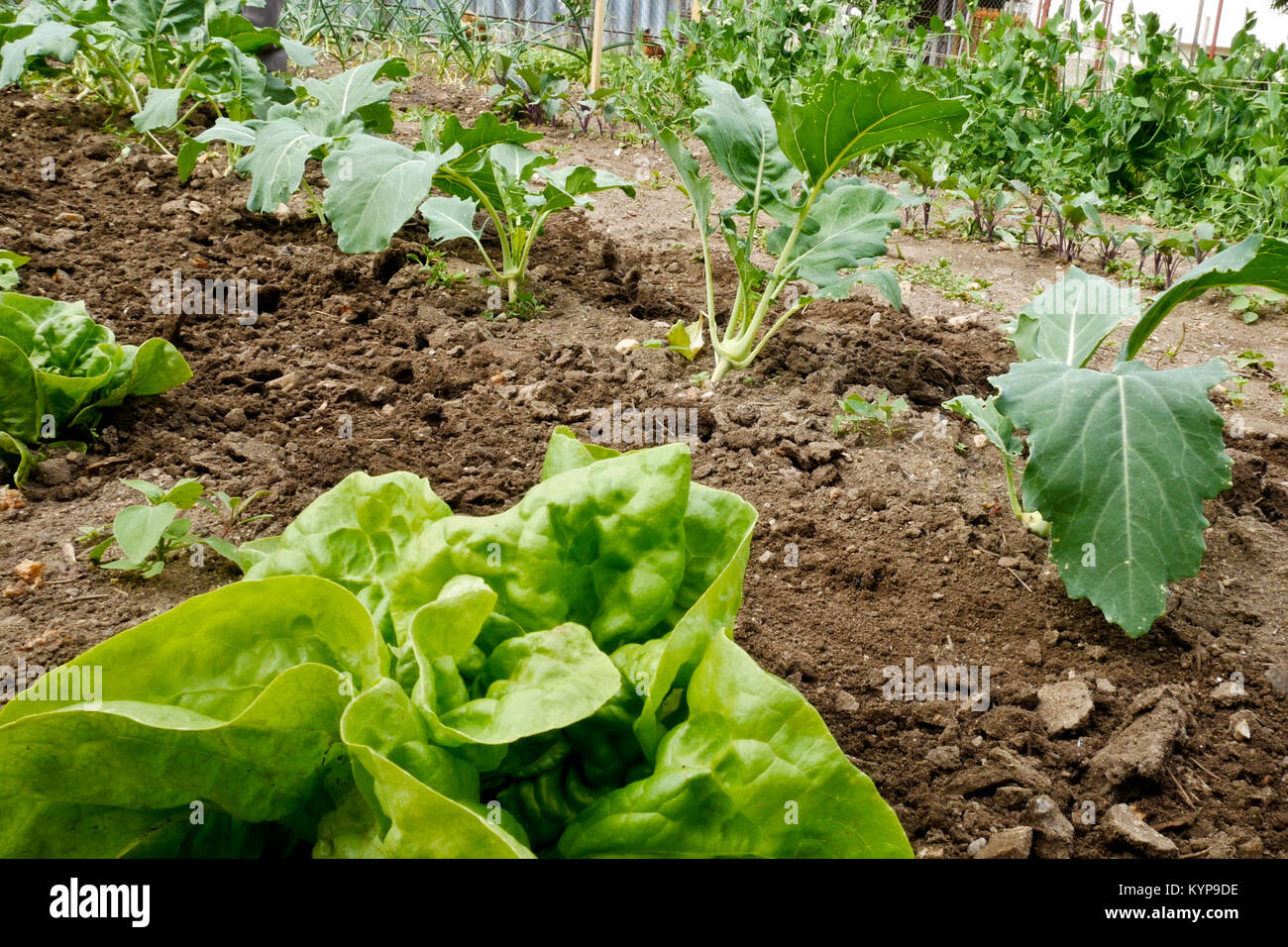 Kohlrabi plant hi-res stock photography and images - Alamy