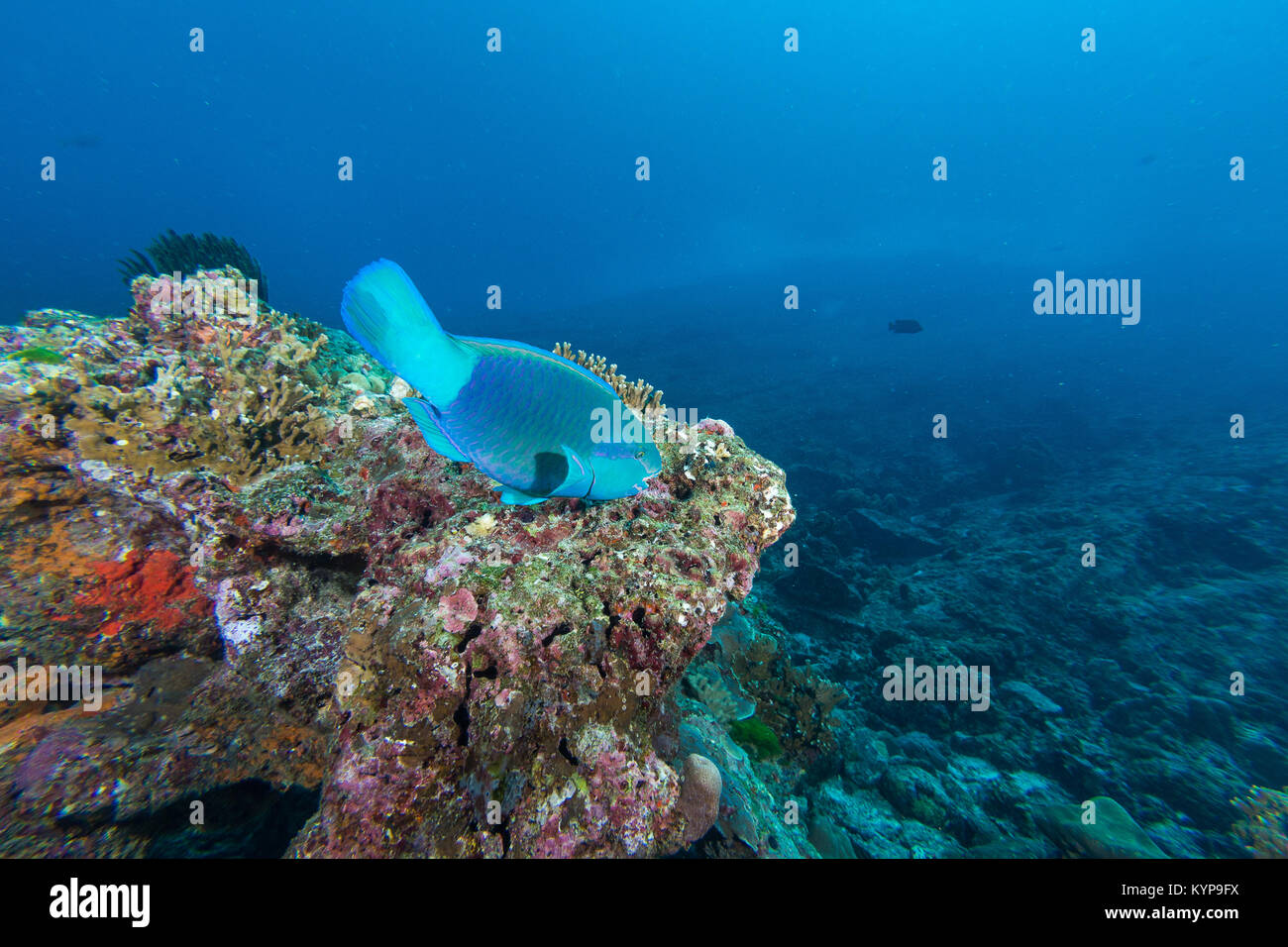 Fish eating coral hi-res stock photography and images - Alamy