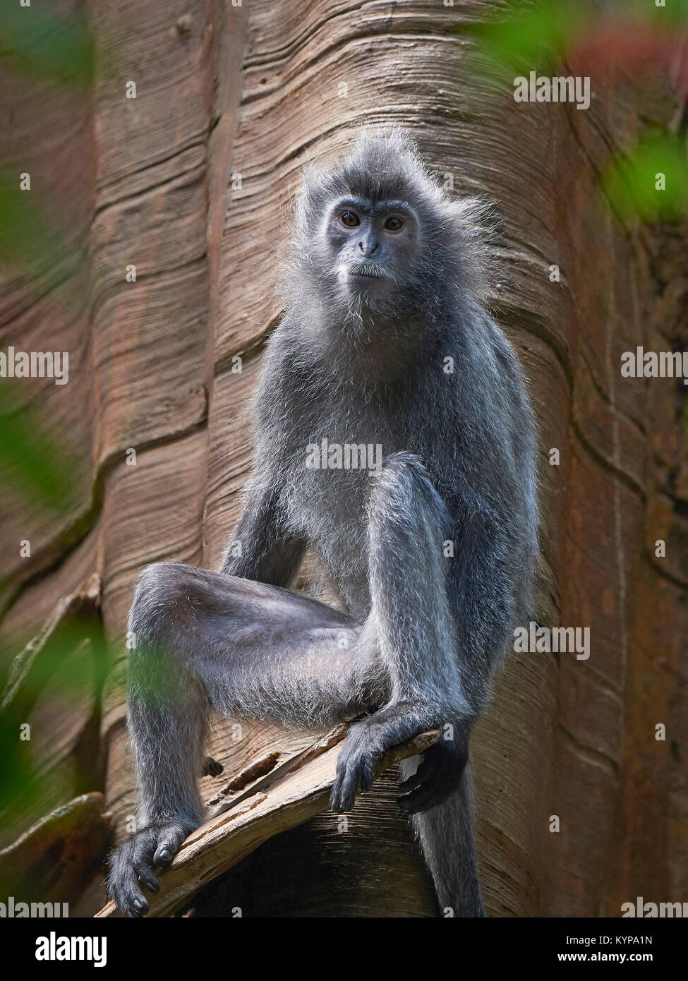 Silvery lutung resting in a tree in its habitat Stock Photo - Alamy