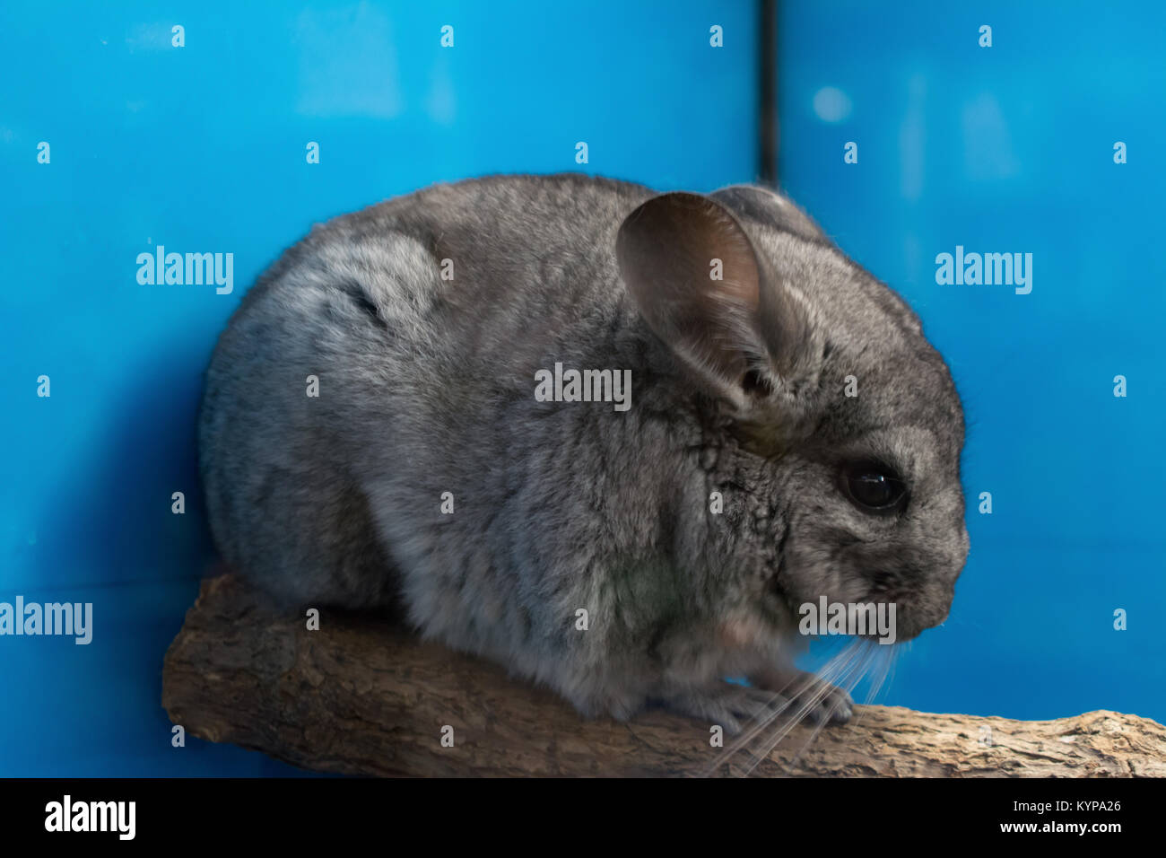 Scalar fish in aquarium Stock Photo - Alamy