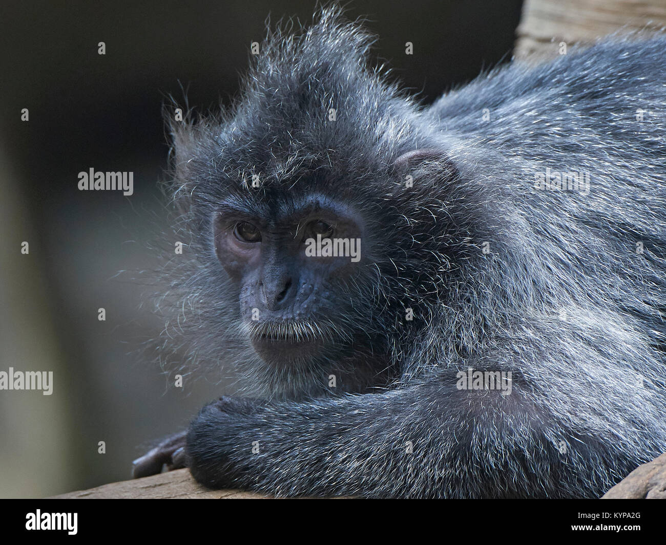 Closeup portrait of the Silvery lutung in its habitat Stock Photo - Alamy