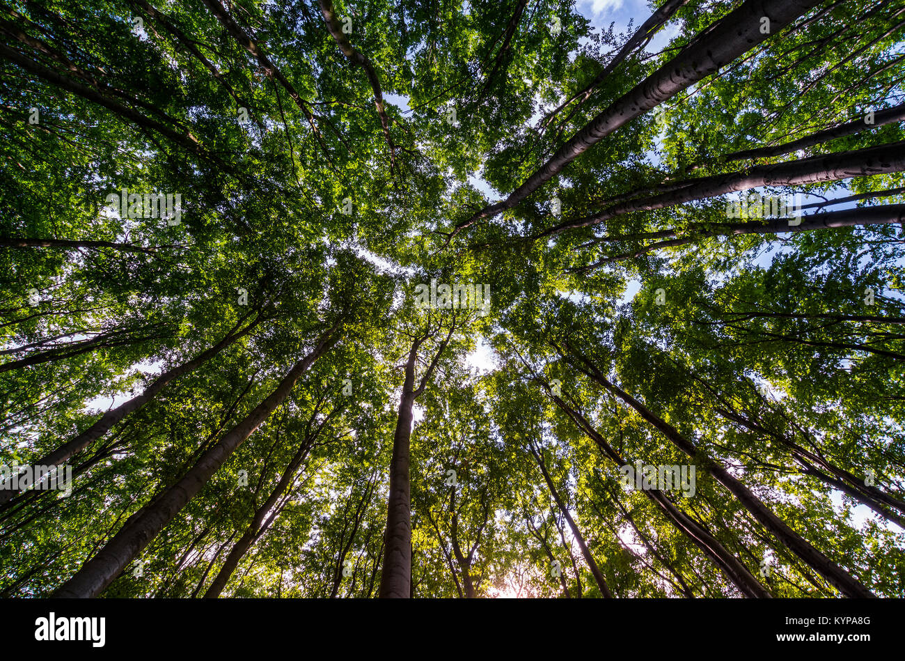 Crowns of the forest hi-res stock photography and images - Alamy