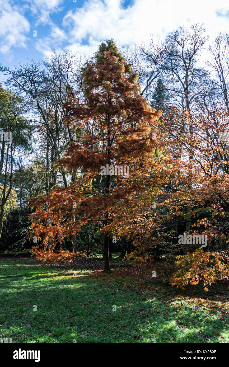 A swamp cypress (Taxodium distichum) in autumn Stock Photo - Alamy