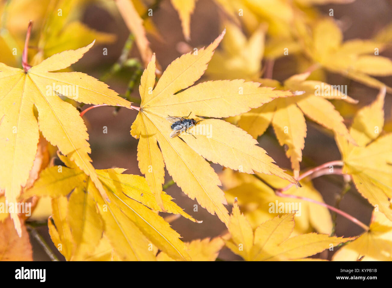 A fly on a yellow leaf of a Japanese maple (Acer palmatum subsp ...
