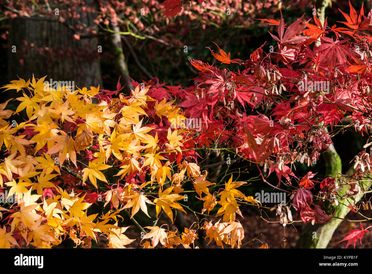 A Japanese maple in Autumn (Acer palmatum subsp. amoenum Stock Photo ...