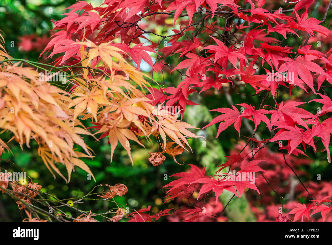 A Japanese maple in Autumn (Acer palmatum subsp. amoenum Stock Photo ...