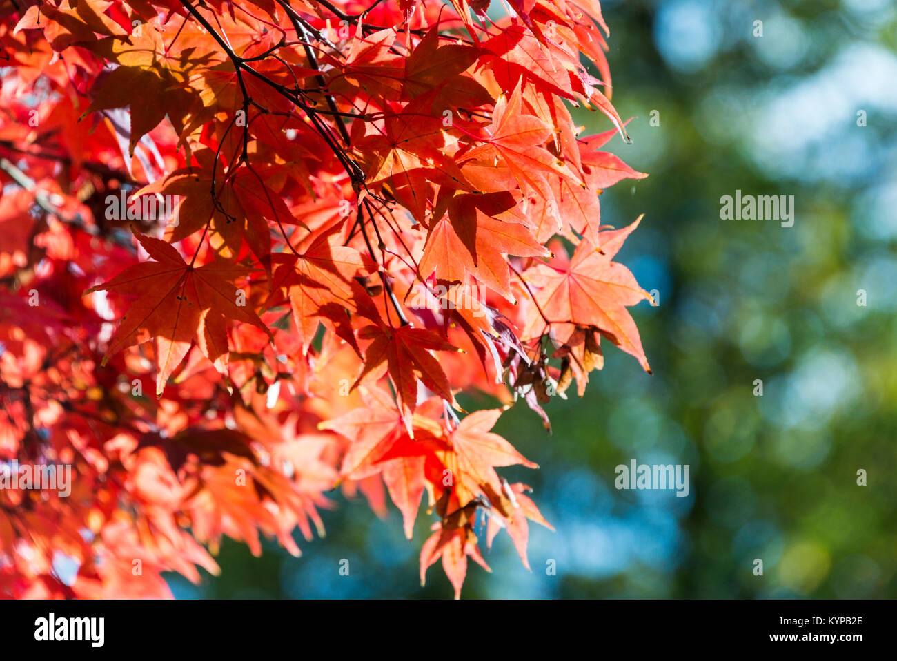 A Japanese maple in Autumn (Acer palmatum subsp. amoenum Stock Photo ...