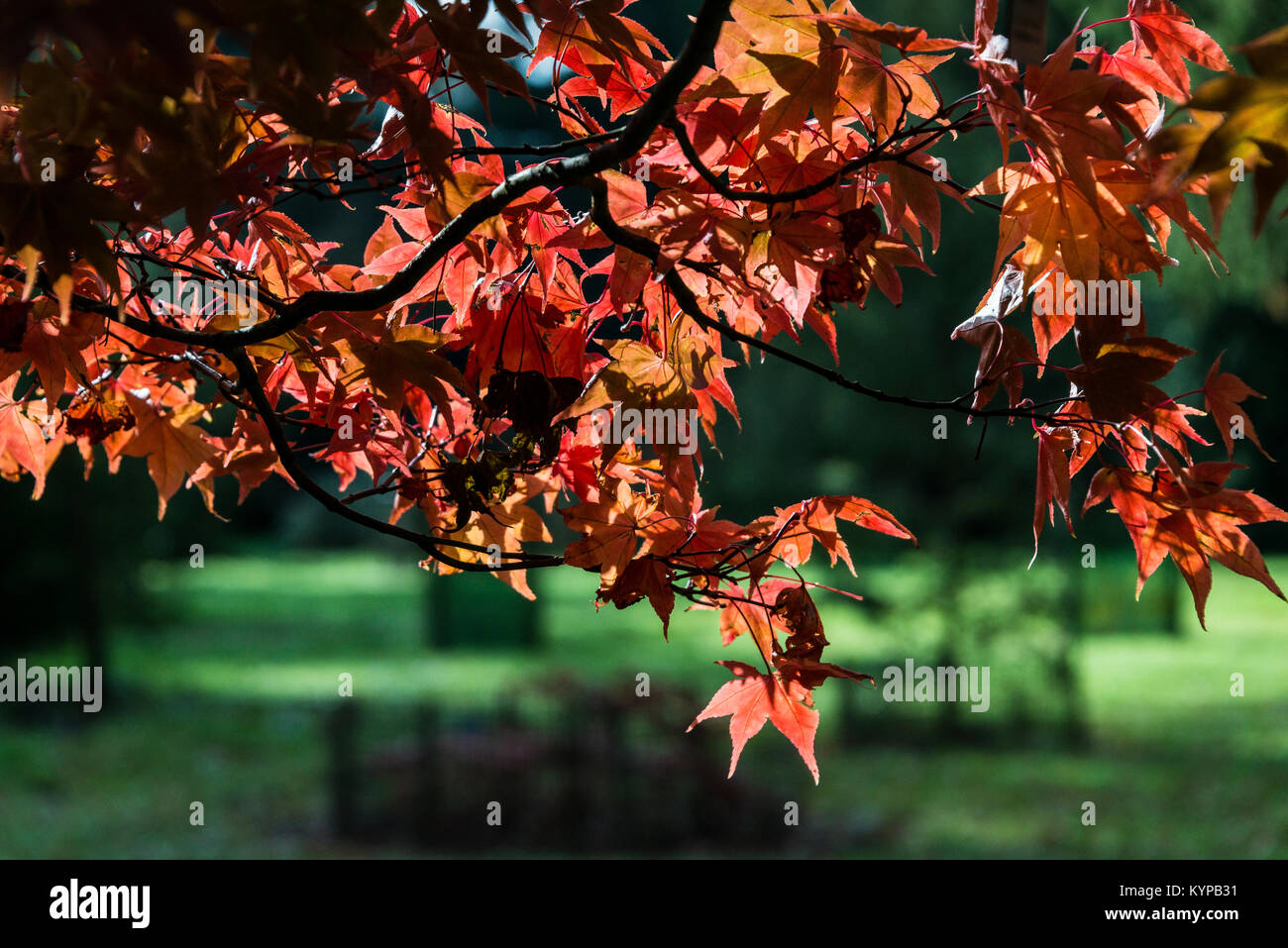 A Japanese maple in Autumn (Acer palmatum subsp. amoenum Stock Photo ...