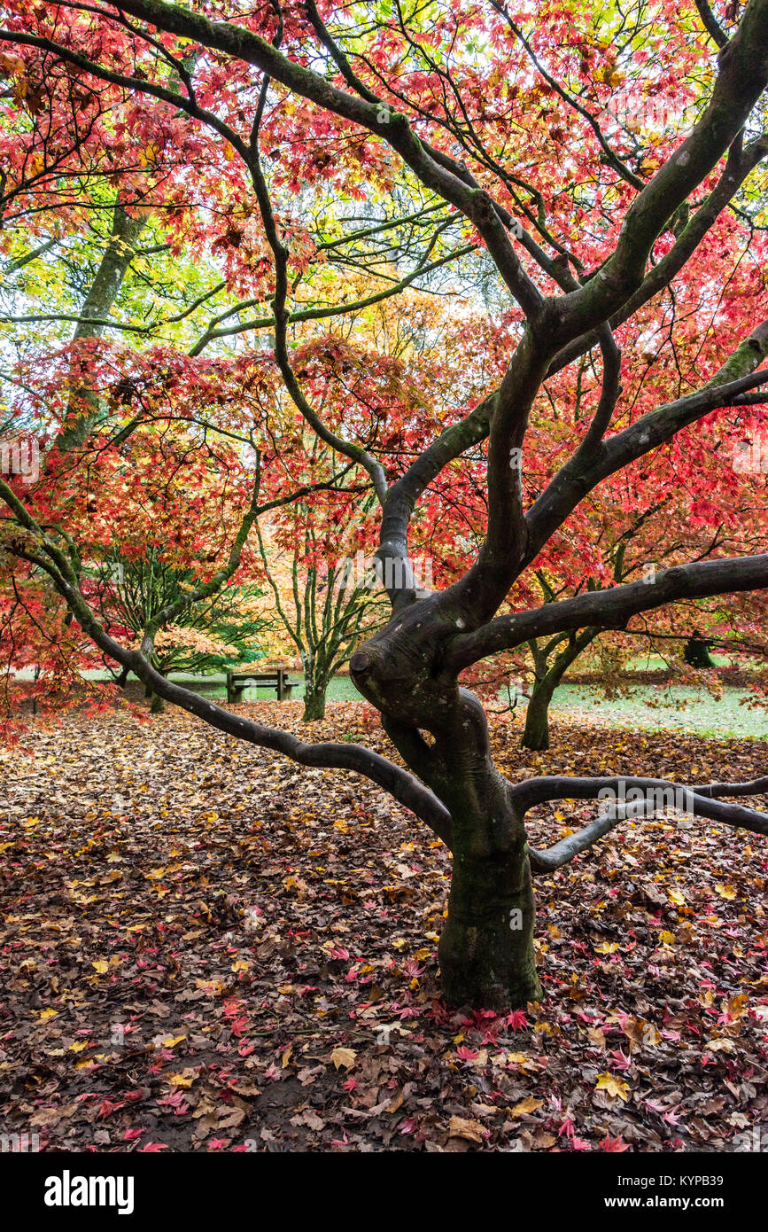 Maple tree twisted branches hi-res stock photography and images - Alamy