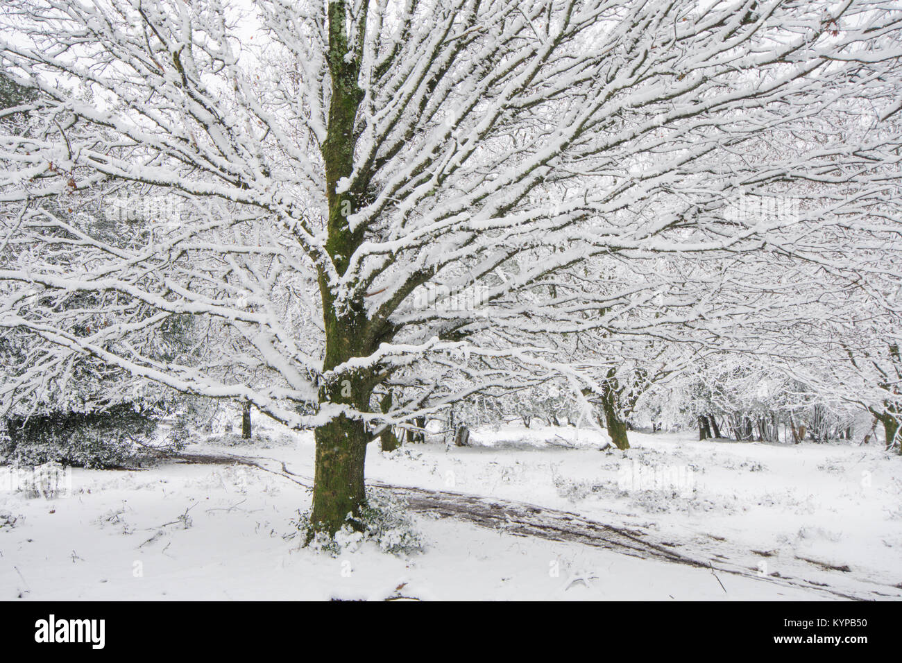 wet snow stuck to and covering branches trunks and trees on Hindhead ...