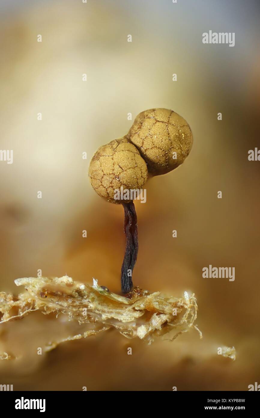 Microscope image of a slime mold, Cribraria rufa. Filed of view 3.5 mm ...