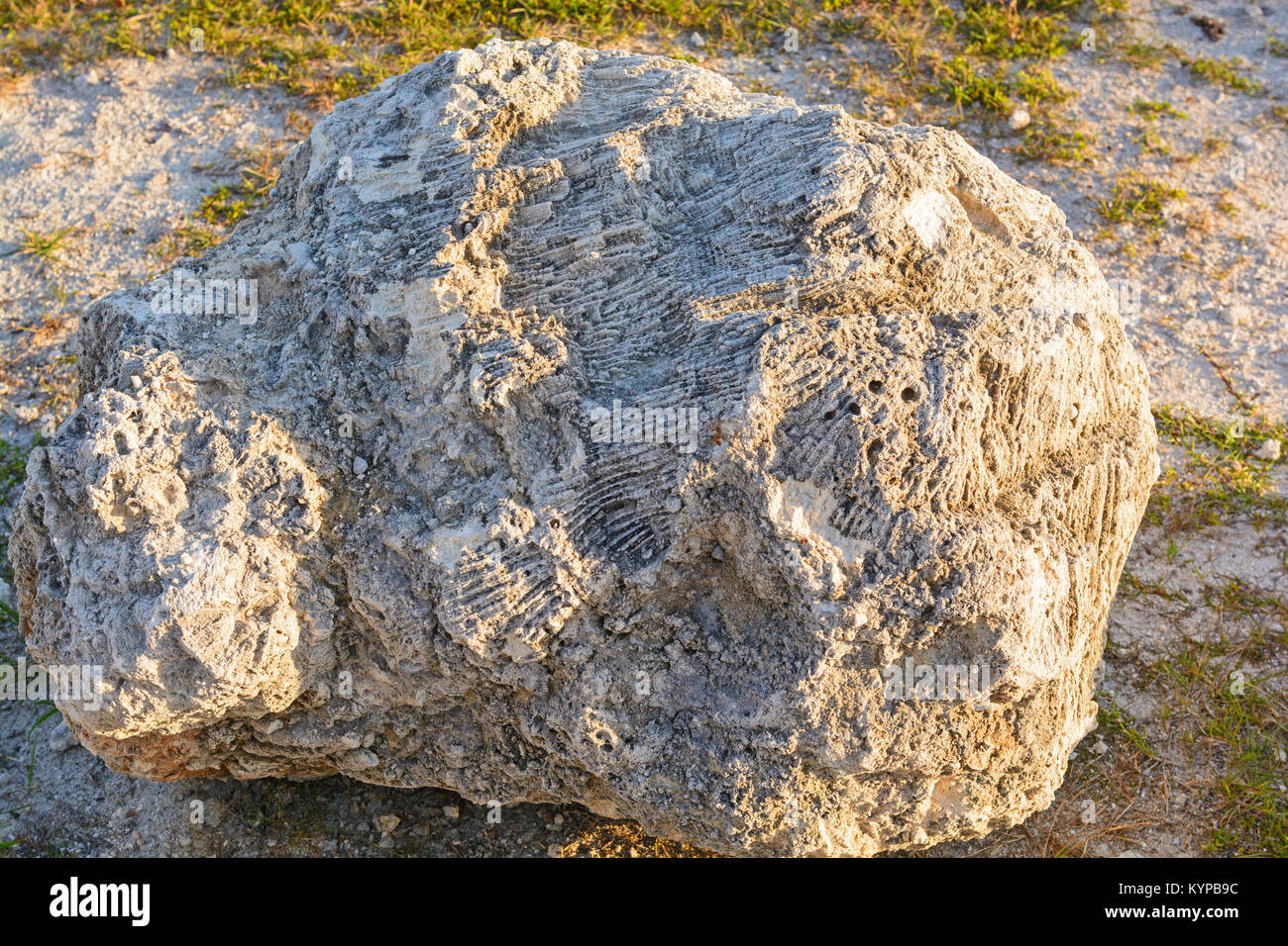 Shell limestone hi-res stock photography and images - Alamy