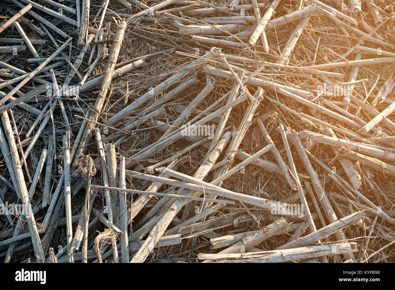 Dry straw in the field after harvest, at sunset. Background or texture ...