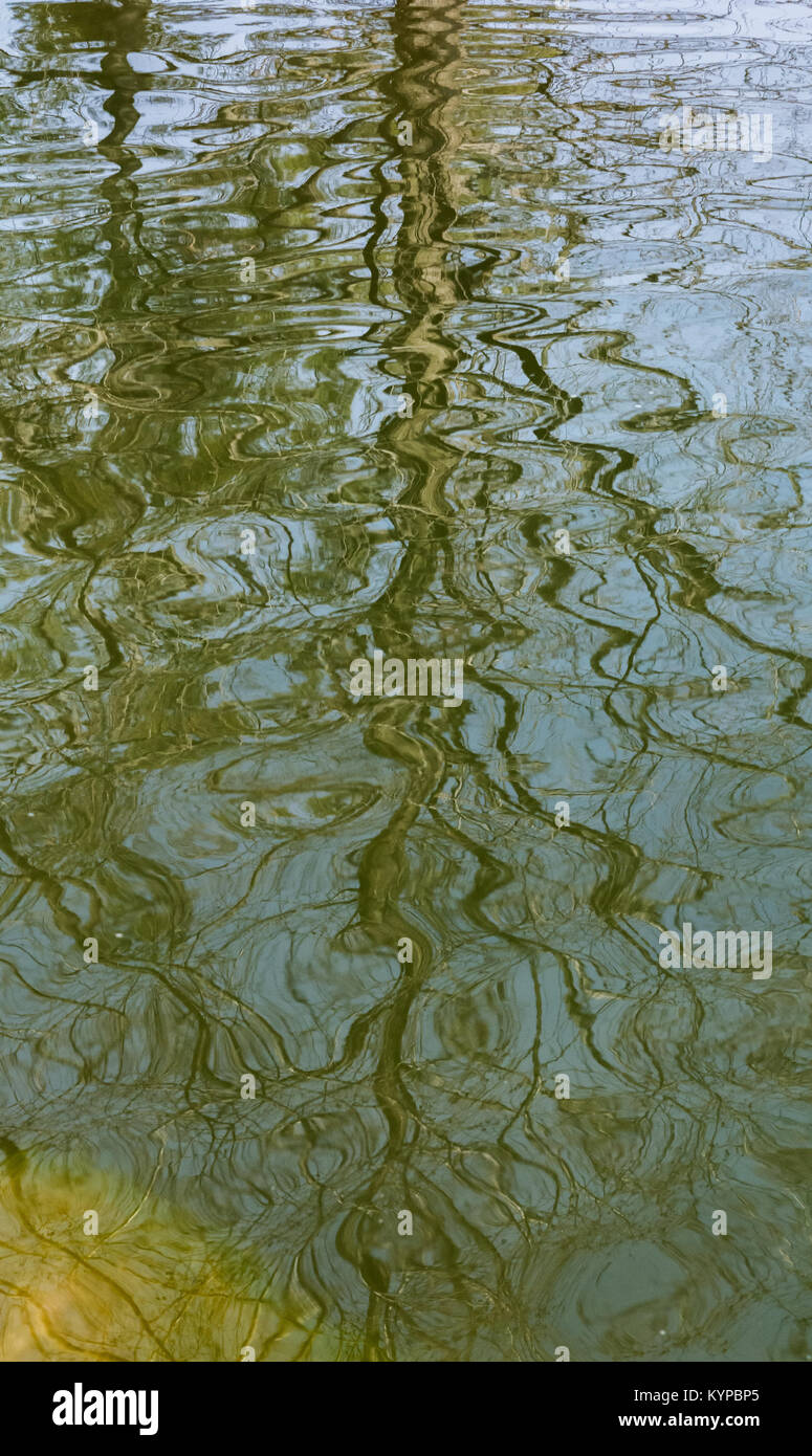 Shallow ripples break up the reflection of a bare tree on the water's ...