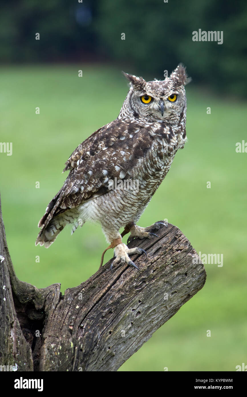 Spotted Eagle Owl Stock Photo - Alamy