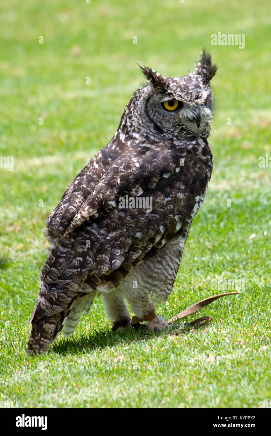 Spotted Eagle Owl Stock Photo - Alamy