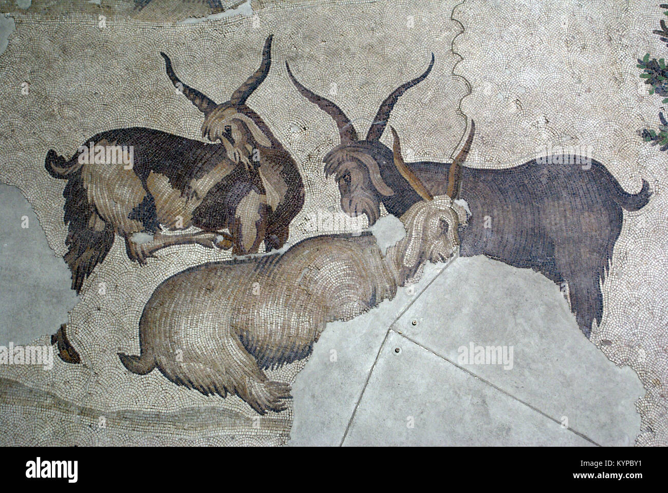 Goats on mosaic in Mosaic museum, Istanbul Stock Photo - Alamy