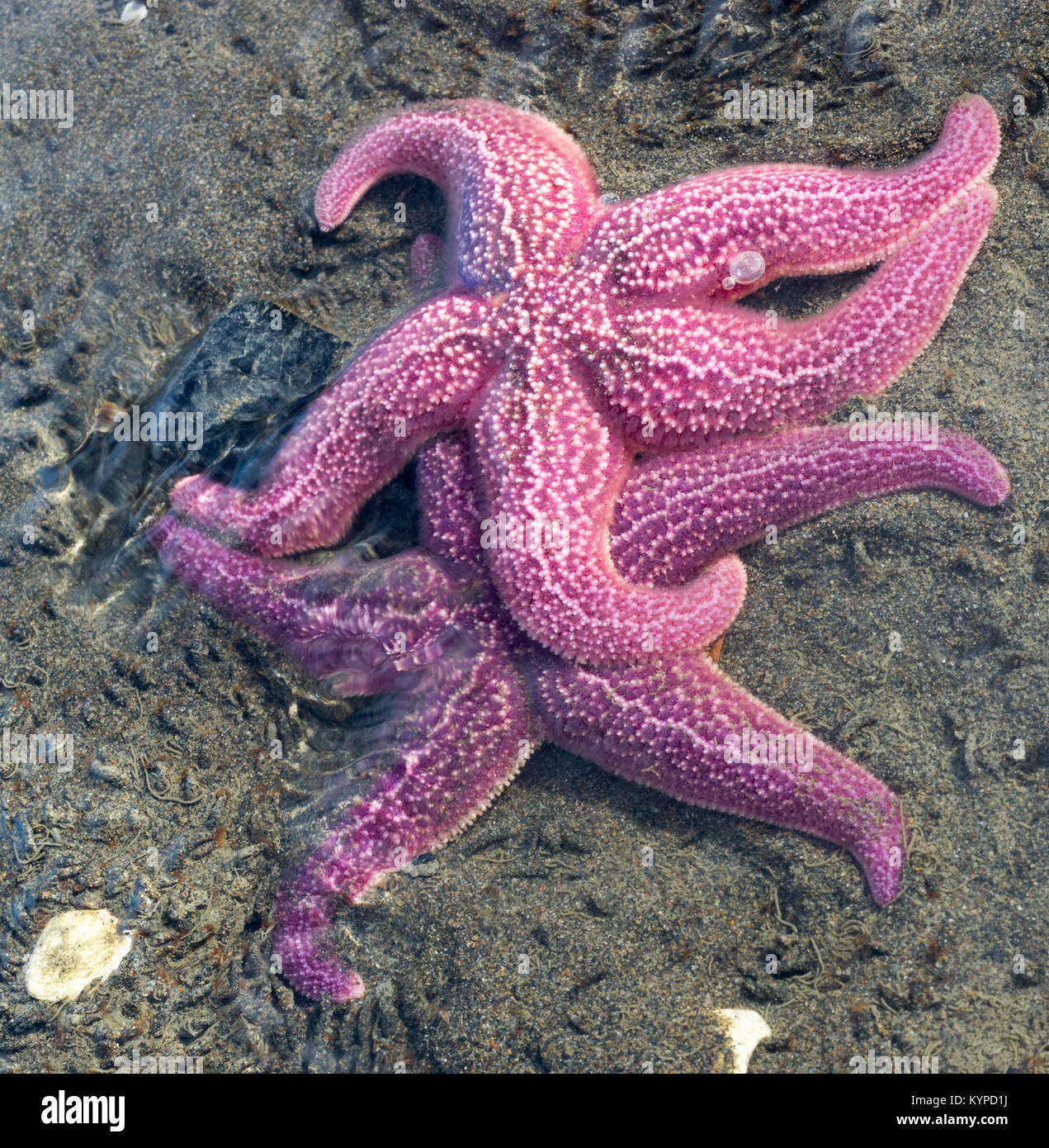 Purple And Pink Starfish