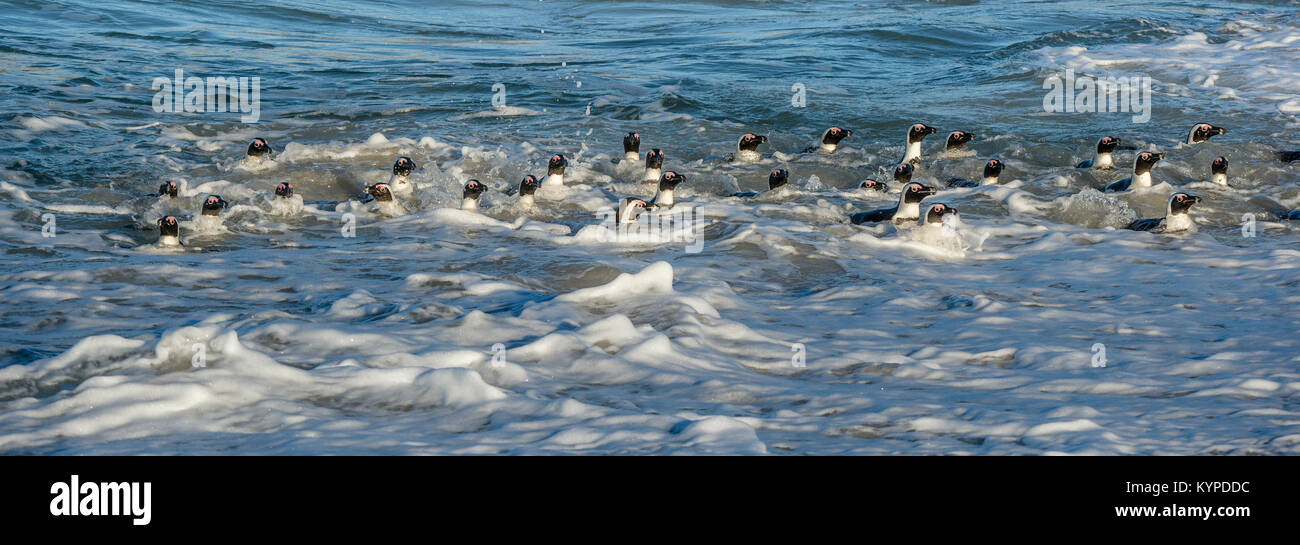 African penguins swim in the blue water of the ocean and foam of the ...