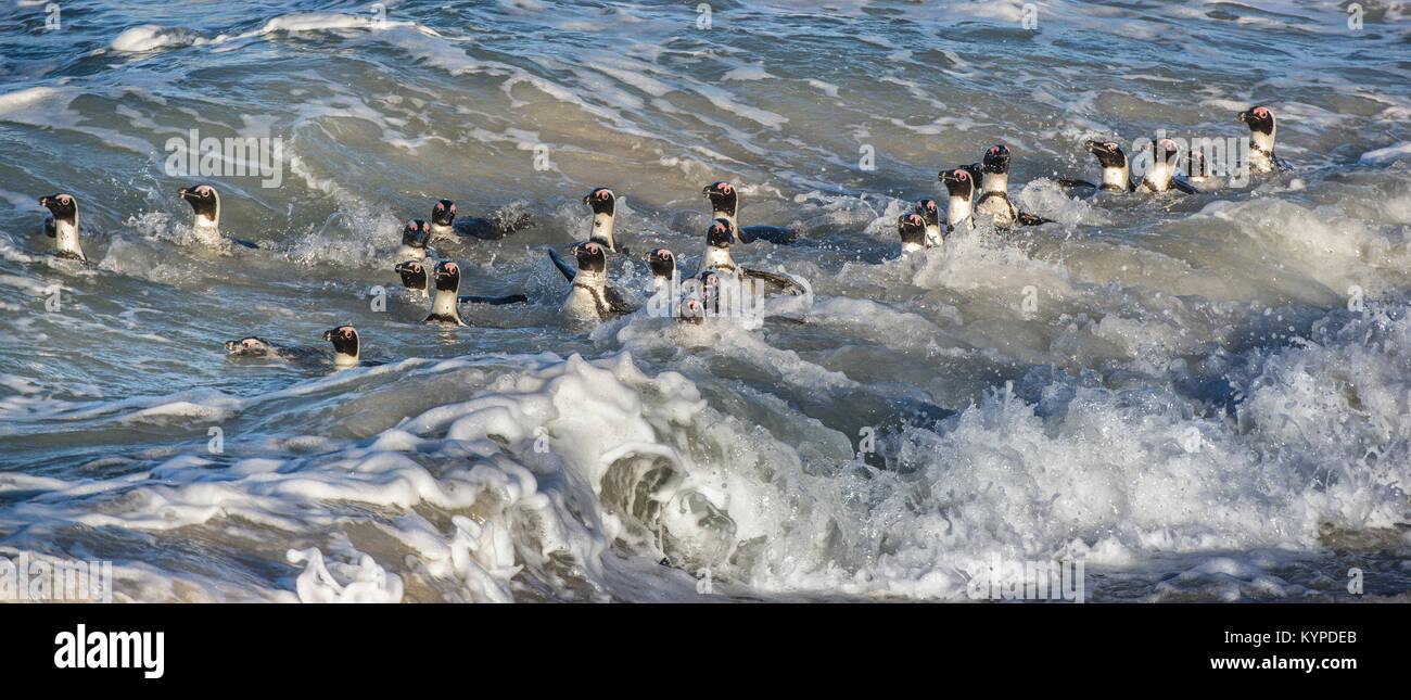 African penguins swim in the blue water of the ocean and foam of the ...