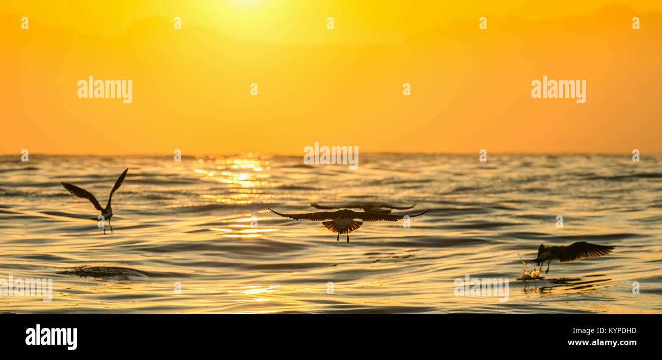 Kelp gull (Larus dominicanus) flying on sunset ocean background. Also ...