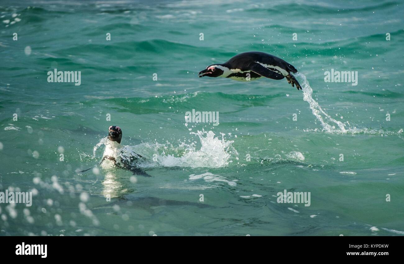 Swimming and Jumping out of water African Penguin. The African penguin ...