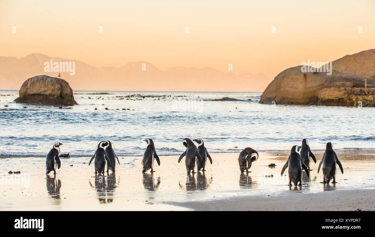African penguins on the sandy coast in sunset. Red sky. African penguin ...