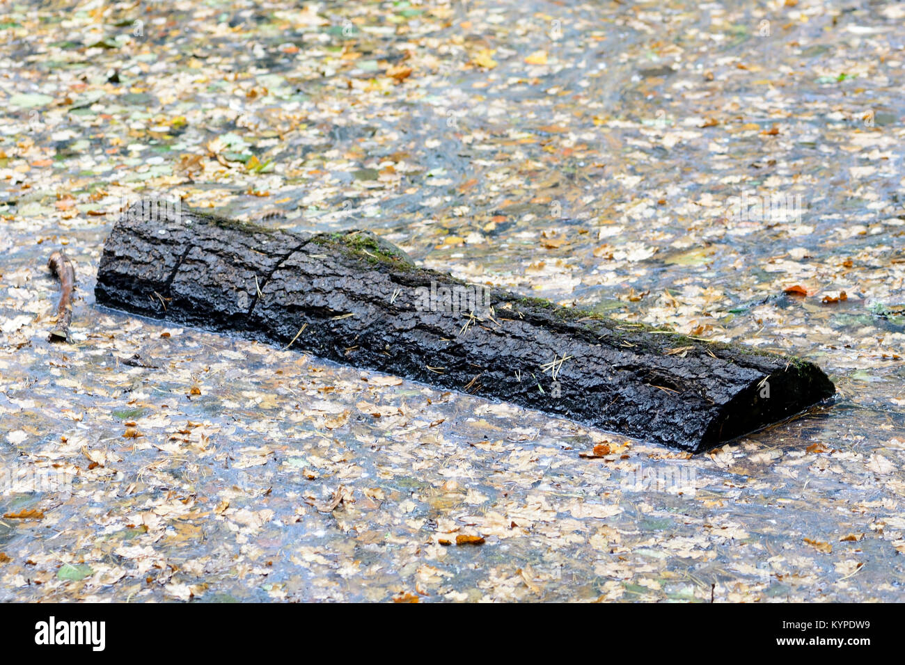 Log floating hi-res stock photography and images - Alamy