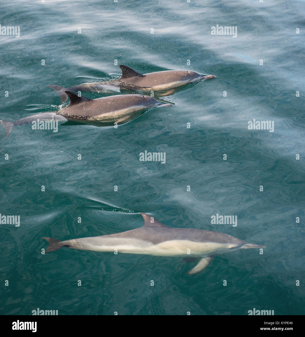 Dolphin slapping tail hi-res stock photography and images - Alamy