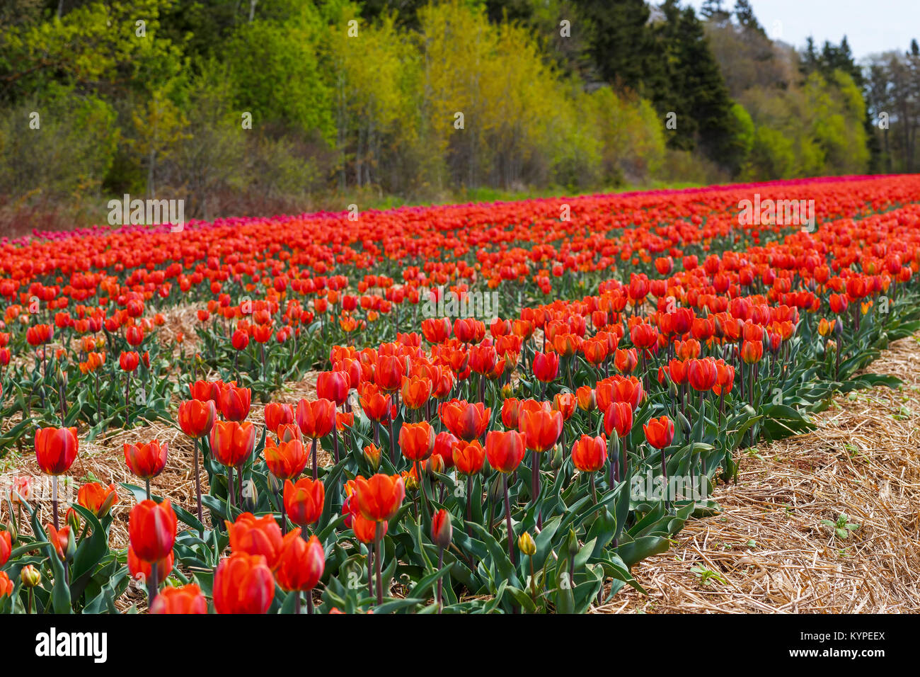 Flowering bulb fields hi-res stock photography and images - Alamy
