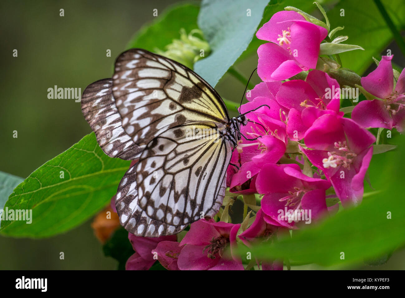 Idea leuconoe, the paper kite, rice paper or large tree nymph butterfly ...
